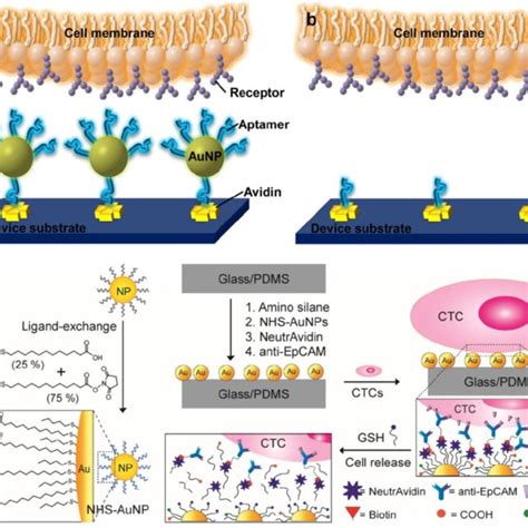 Anti Epcam Antibody Based Representative Microfluidic Chips For Ctc Download Scientific Diagram