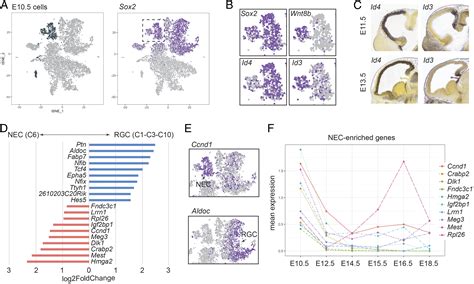 Progenitor Cell Diversity In The Developing Mouse Neocortex Pnas