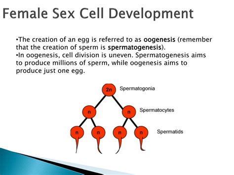 Ppt Human Reproduction Powerpoint Presentation Free Download Id