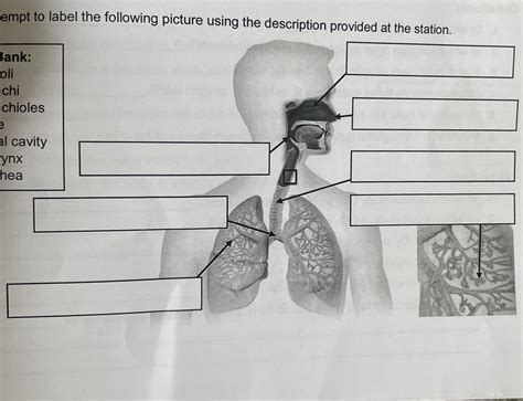 Respiratory Diagram Diagram Quizlet Respiratory Diagram Diagram Quizlet
