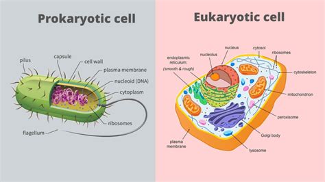 Food Vacuole Definition Types Formation Structure Functions Biology Notes Online