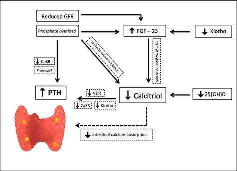 Parathyroid Hormone Phosphate
