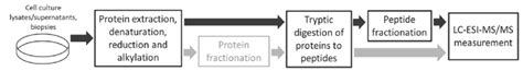 Schema Of A Typical Bottom Up Proteomics Workflow Including The Two Download Scientific Diagram