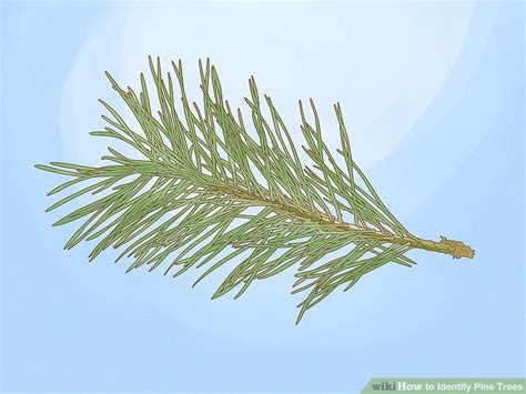 How To Identify Pine Trees Steps With Pictures WikiHow