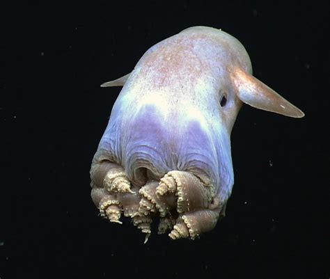 The Creature Feature 10 Fun Facts About The Dumbo Octopus — Mary Bates
