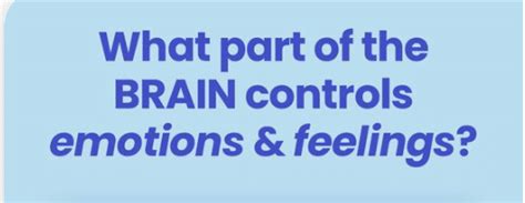 What Part Of The Brain Controls Emotions Goally