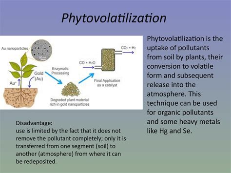 Phytoremediation Of Heavy Metals Concepts And Applications Online Presentation