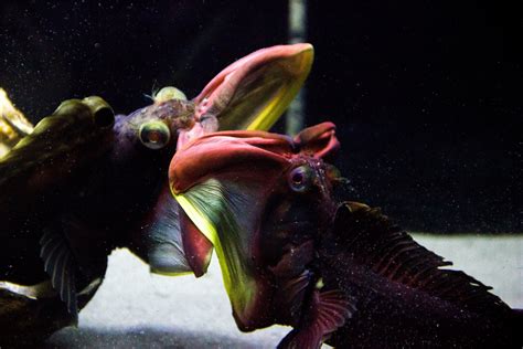 Why These Colorful Fish Engage In Mouth To Mouth Showdowns National