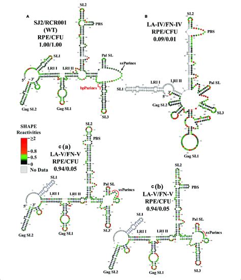 Selective 2 Hydroxyl Acylation Analyzed By Primer Extension Validated Download Scientific