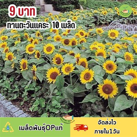 สุดคุ้ม 9 บาท เมล็ดพันธุ์ดอกทานตะะวันแคระ 10 เมล็ด Shopee Thailand