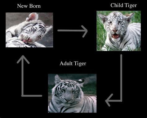 The Life Cycle Of The Tiger Life Cycles Geek Squad What Is Life About