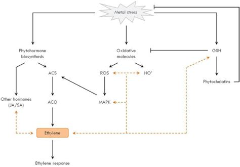 Ethylene Biosynthesis Pathway Download Scientific Diagram