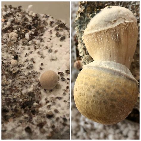 [actives] Start Of My Blob To Now Finally Looks Like A Mushroom R