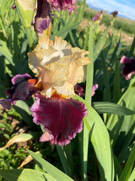Raspberry Swirl Ripple Effect Iris Farm