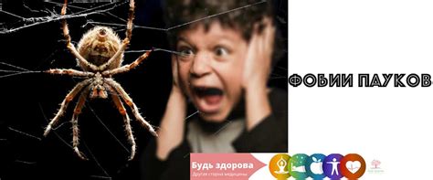 Фобия пауков что это и как избавиться