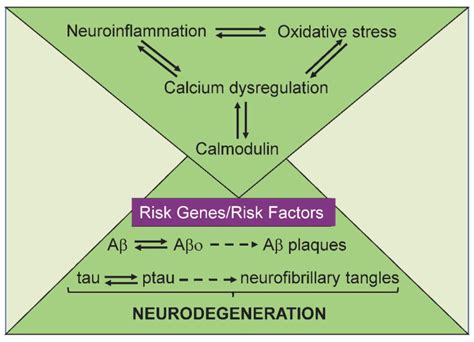 Phytochemical Interactions With Calmodulin And Critical Calmodulin Binding Proteins Involved In