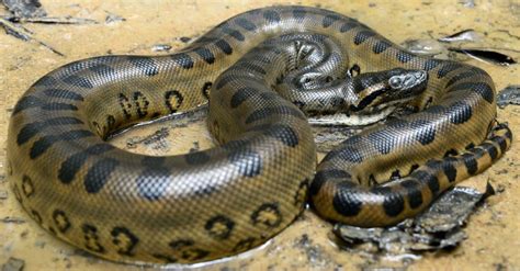 Green Anaconda Snake Attacking
