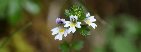 Eyebright Herb Benefits Secrets Of The Tribe