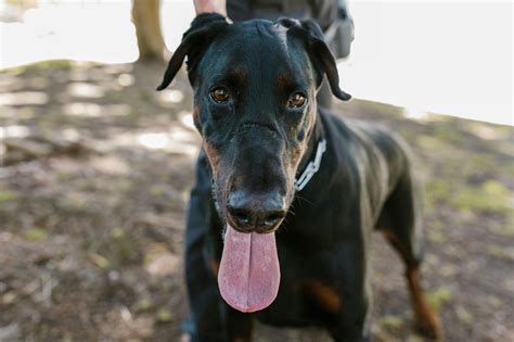 Exploring Doberman Pinscher Markings And Unique Coat Colors