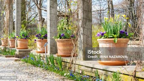 아름다운 조경과 함께 정원의 세라믹 화분에 봄 구근 꽃 봄 정원 꾸미기 아이디어 Diy 정원 조경 디자인 조경 디자인의 관점 정원에 있는 팬지 0명에 대한 스톡 사진 및