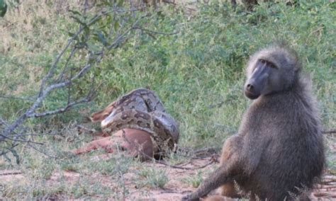 Baboon Gets Close Up View Of Python Killing Impala