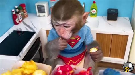 میمون بامزه ؛ برنامه کودک بچه میمون ؛ بچه میمون کوچولو ؛ میمون بازیگوش