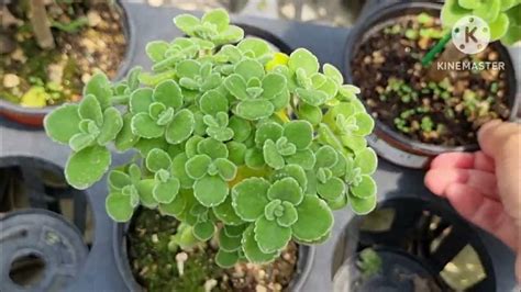 두구동화훼판매장 Youtube