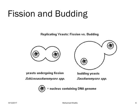 Art And Oocyte Maturatio Ppt