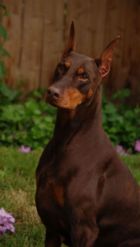 44 Best Images About Red Doberman On Pinterest