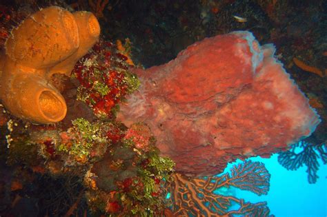 Monday Funday Sponge Porn Travels With Tam