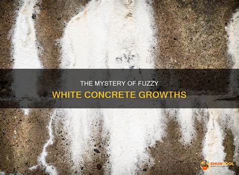 The Mystery Of Fuzzy White Concrete Growths Shuntool