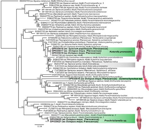 phylogenetic tree based on the maximum likelihood ml analysis of the