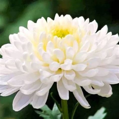 Bunga Kekwa Putih Kartun Bunga Clipart Garis Hitam Dan Putih Bunga