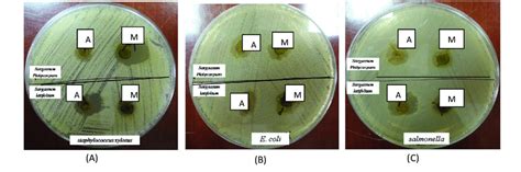 The Potent Activity Of Sargassum Latifolium B And Sargassum Platycarpum