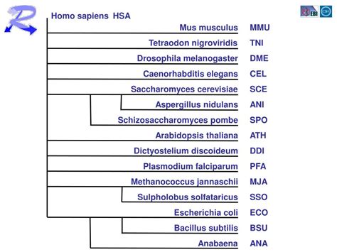 Ppt Reactome A Pathways Knowledgebase Powerpoint Presentation Free Download Id6326368