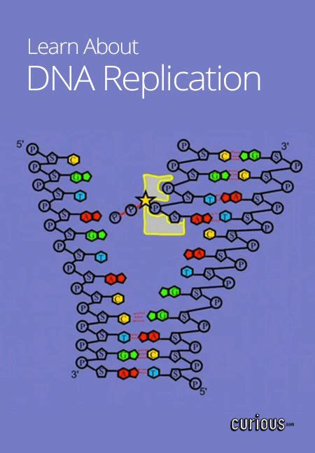 DNA Replication Biology Classroom Teaching Biology Science Biology