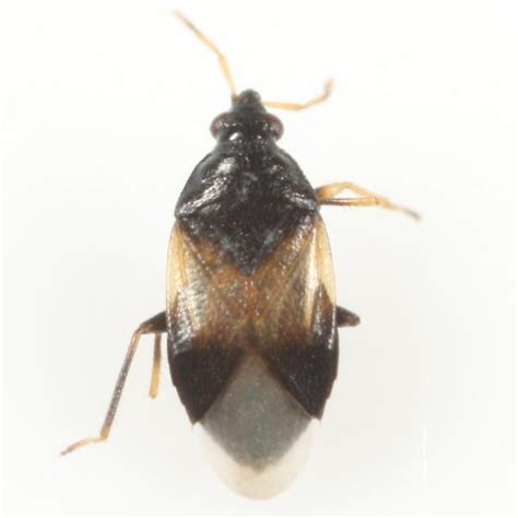 Pirate Bug Bugguidenet