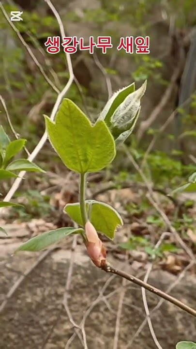 산 山 자 모양으로 생긴 잎 Youtube