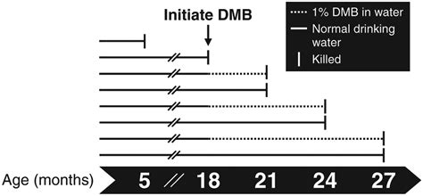 Initiation Of 33 Dimethyl 1 Butanol At Midlife Prevents Endothelial