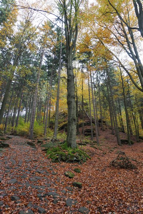 Day Hike In Saxon Switzerland National Park Germany Into The Hike