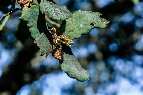 Premium Photo Close Up Of Lichen On Tree Premium Photo Close Up Of Lichen On Tree