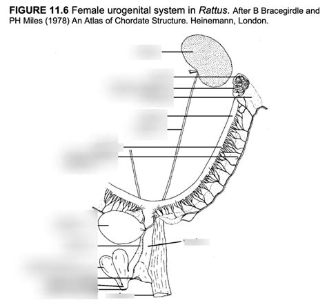 Diagram Of Female Rat Urogenital System Quizlet