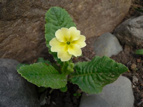 报春花 花卉 布卢姆 Pixabay上的免费照片 Pixabay