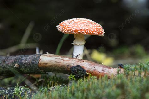 Fly Agaric Fatal Fly Agaric Deadly Photo Background And Picture For