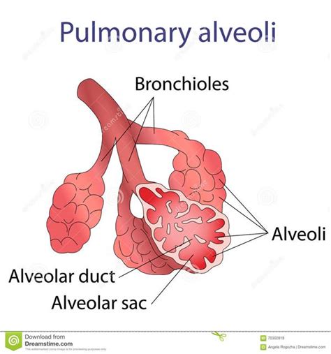 Alveoli Diagram