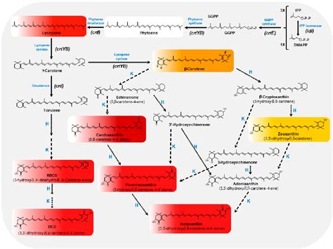 Figure 1 From Biosynthesis Of Astaxanthin As A Main Carotenoid In The