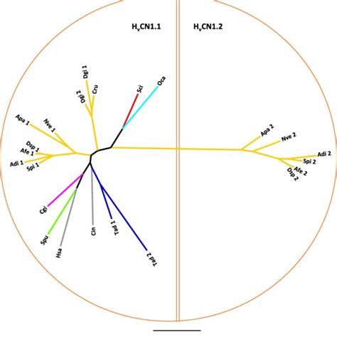 Maximum Likelihood Phyml Lg I G Phylogenetic Tree Of
