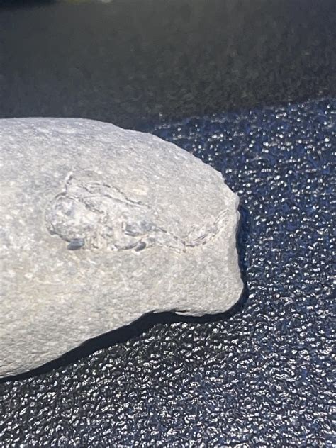 Need Help Identifying This Fossil Rfossils