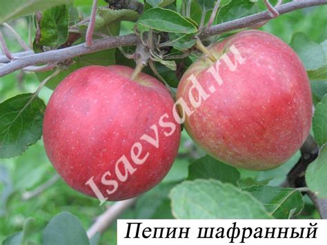 Пепин шафранный сорт яблони | Садоводство средней полосы России