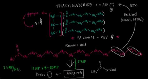Chapter Carbohydrate Metabolism II Flashcards Quizlet